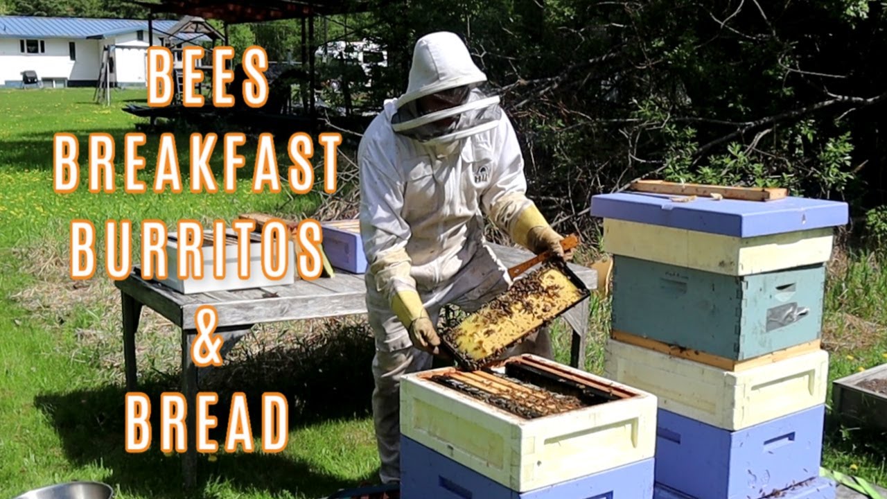 BEES, FREEZER BREAKFAST BURRITO RECIPE, BREAD, AND ALASKAN CLAM CHOWDER ...