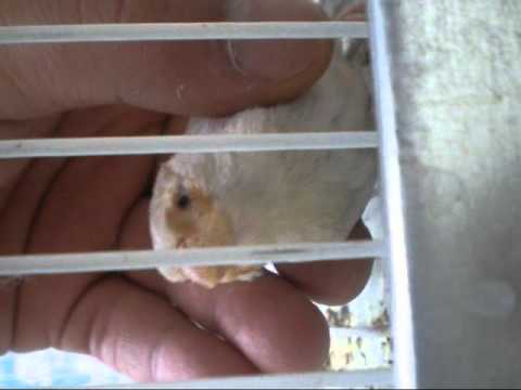 acariase respiratoire chez canari l'oiseau souffre depuis 2 mois ...