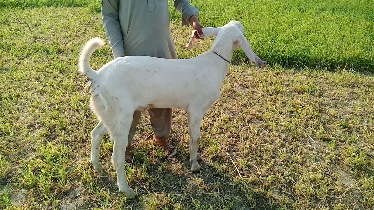 rajanpuri bakra for sale..gulabi bakra for sale.goat farming.goat ...