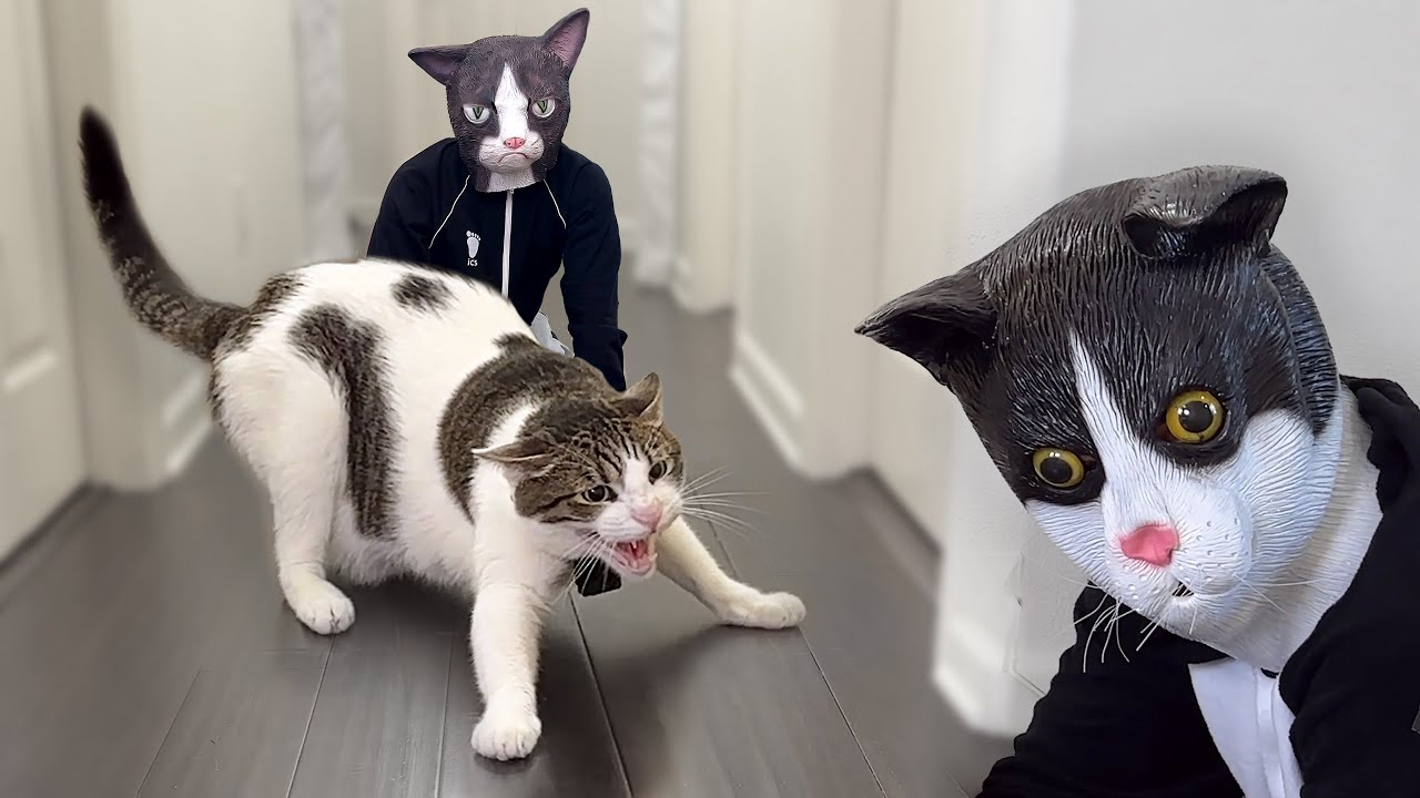 Halloween Cat Mask Prank - THIS TIME WITH TWO MASKS! - YouTube