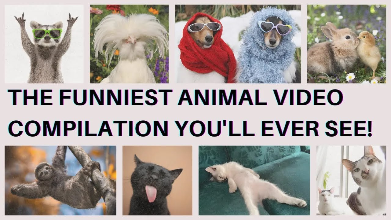 The Funniest Animal Video Compilation: Hilarious Moments You Can't Miss ...