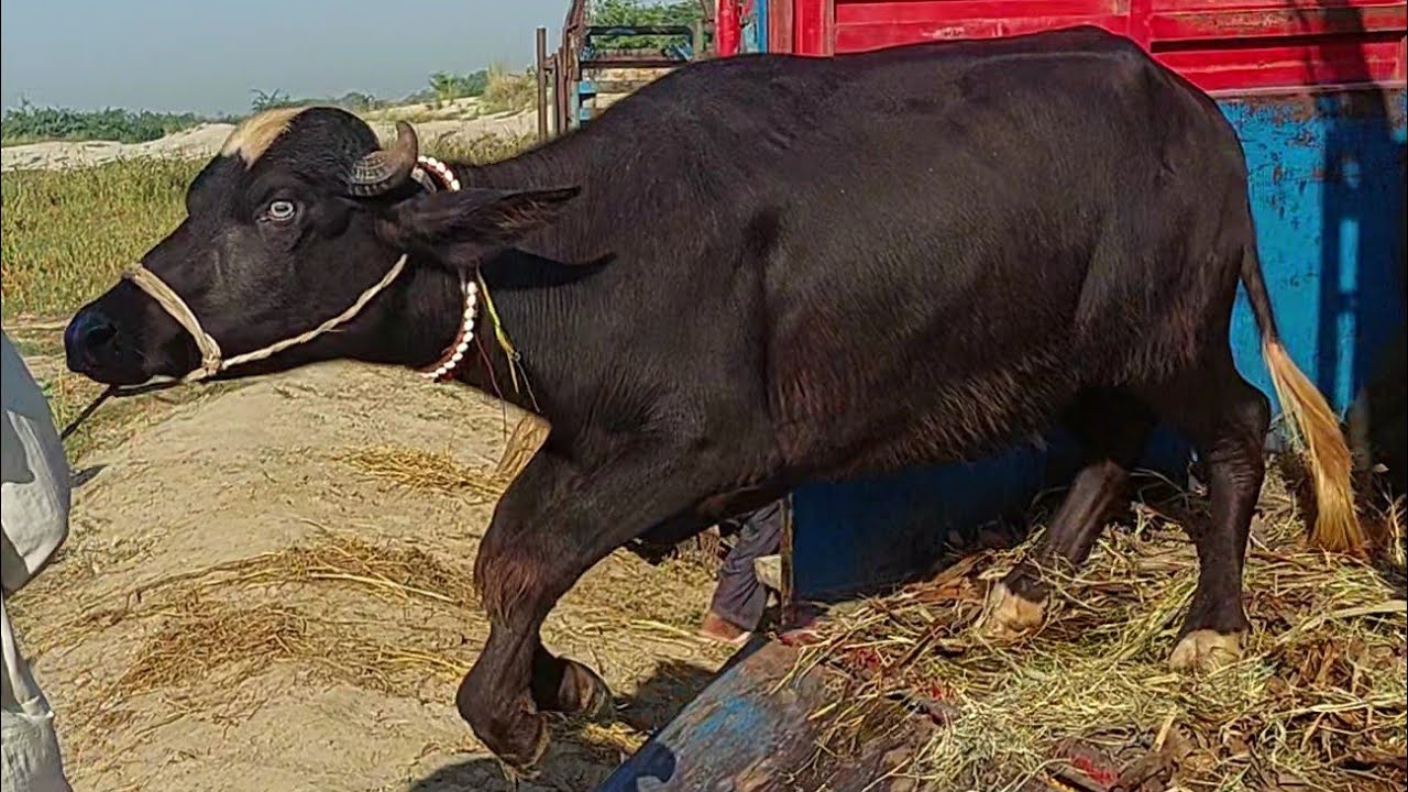 Huge Buffalo 🐃, top beautifull buffaloes 🐃 || young buffalo 🐃 very ...