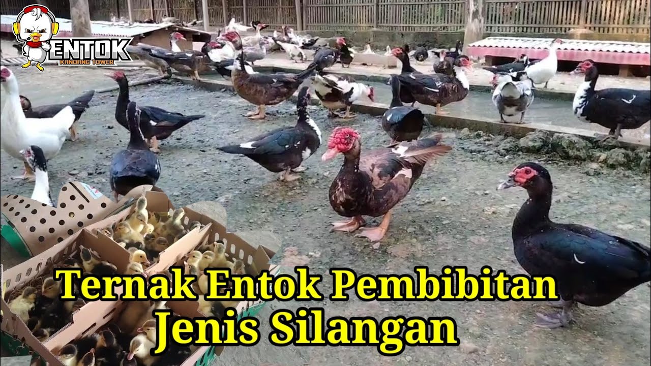 Keunggulan Usaha Ternak Entok Jenis Silangan Untuk Tambahan Penghasilan ...