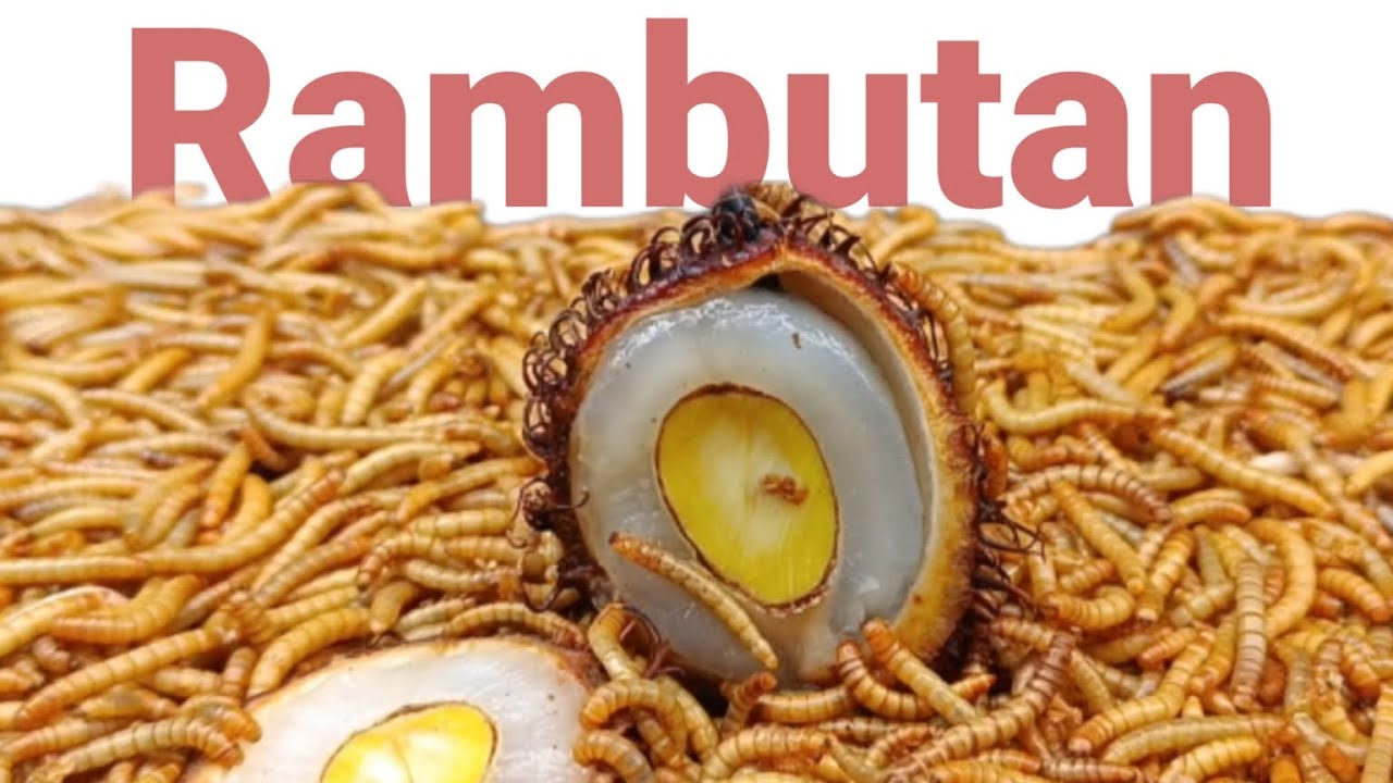 Mealworms Vs Rambutan ( Mealworms Timelapse ) - YouTube