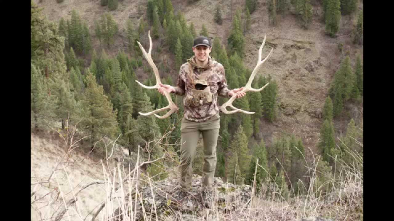 Wild Sheep & Elk Antlers - YouTube