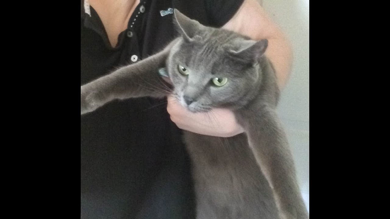 🐱My cute Russian Blue cat being silly🐱 - YouTube