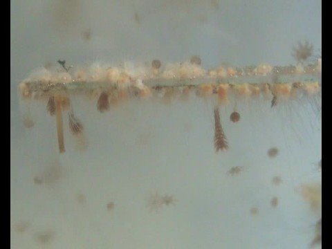 The life cycle of Moon jelly (Aurelia aurita) - YouTube