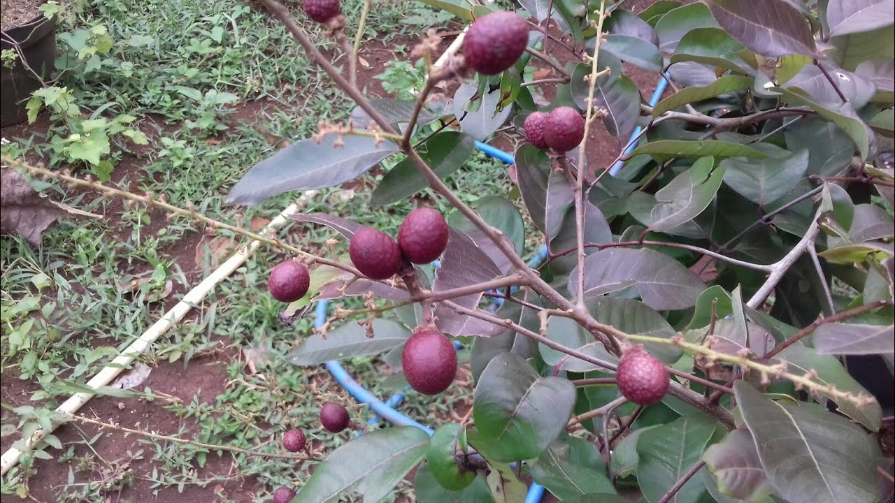 Kelengkeng merah berbuah dipot - YouTube