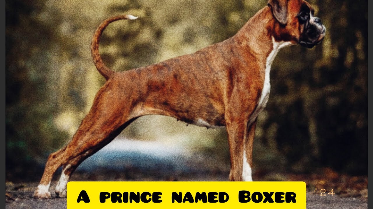 A deep dive into the features and characteristics of the boxer dog ...