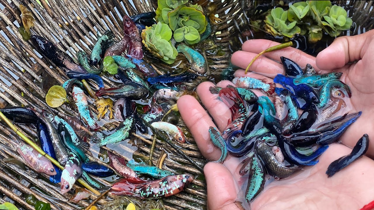 Amazing Hand Fishing Video | Fisherman Catching Betta Fish By Hand in ...