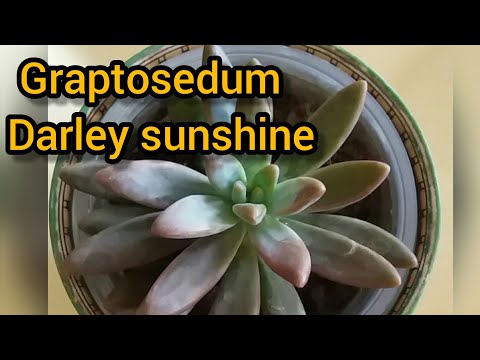 How Do You Take Care Of Graptosedum Darley Sunshine Succulents