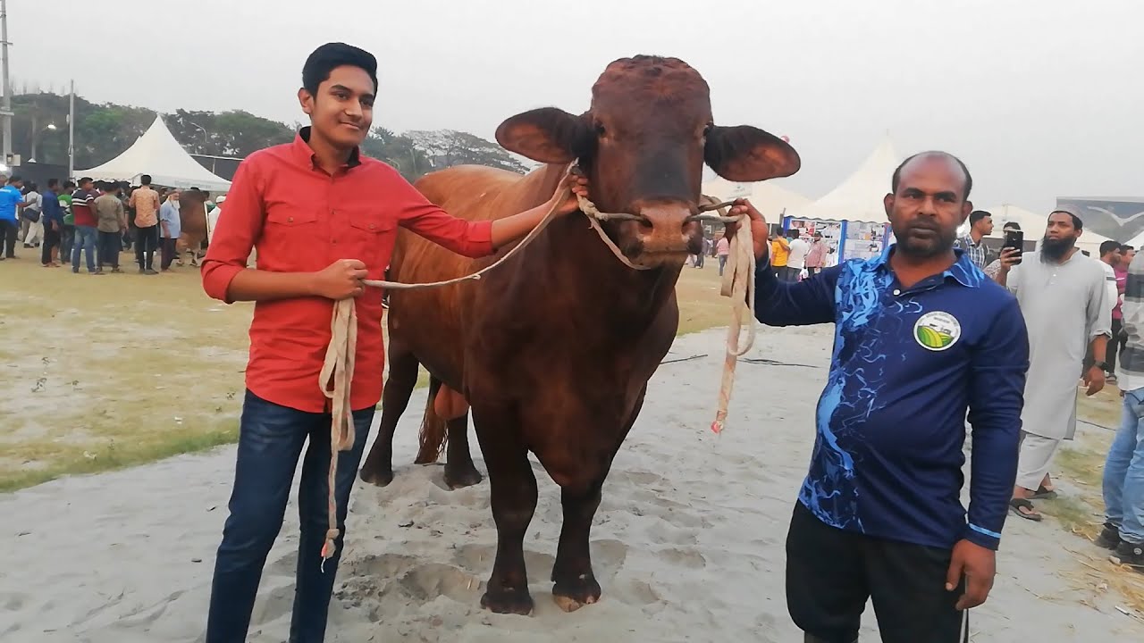 Most Heavyweight Cow Display | Biggest Cow | Huge Cow | Big Cow - YouTube