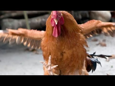 Chicken Amazing facts which will shock you|Roasted chicken |chicken ...