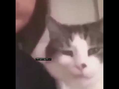 Mission complete! 🤣 Sigma Rule. Funny memes. Sigma Cat 😆 - YouTube