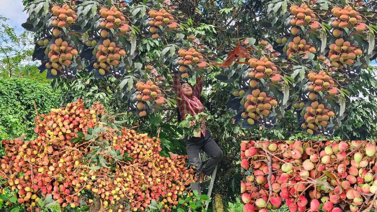 The girl harvested lychee and what happened - YouTube