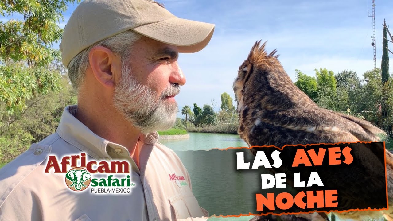 La magia de los búhos y lechuzas | con Gregory Camacho desde Arboterra ...