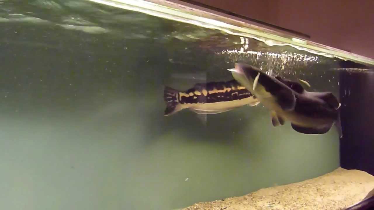 channa micropeltes - YouTube