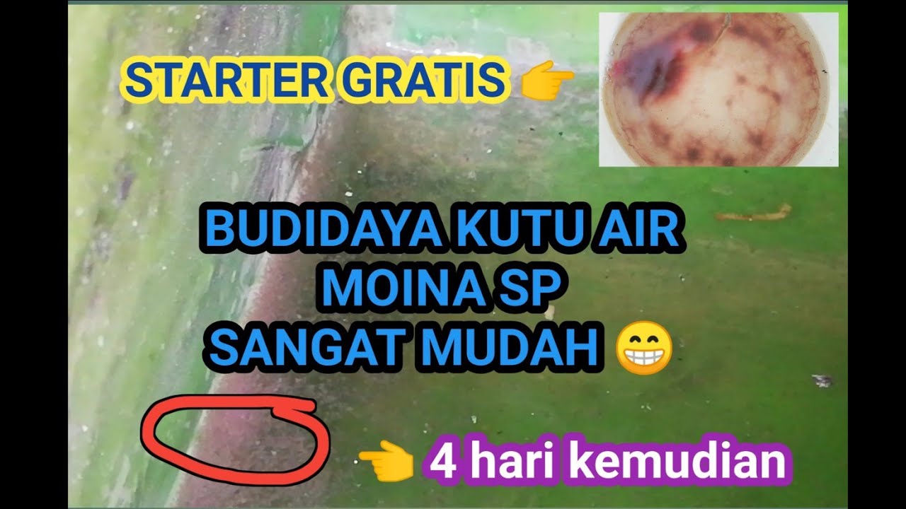 BUDIDAYA KUTU AIR SANGAT MUDAH - YouTube