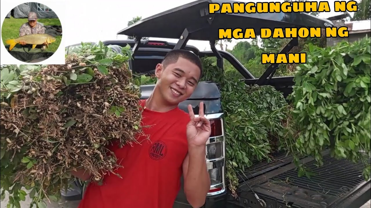 Pangunguha ng mga dahon ng mani (pagkain ng mga alaga nating kambing ...