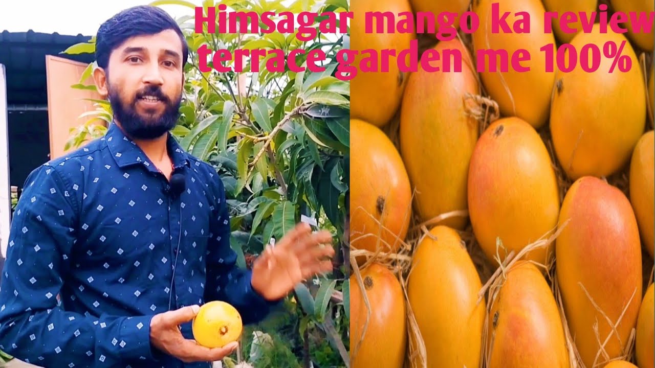 Himsagar mango ka Review test update terrace garden me 100% success ...