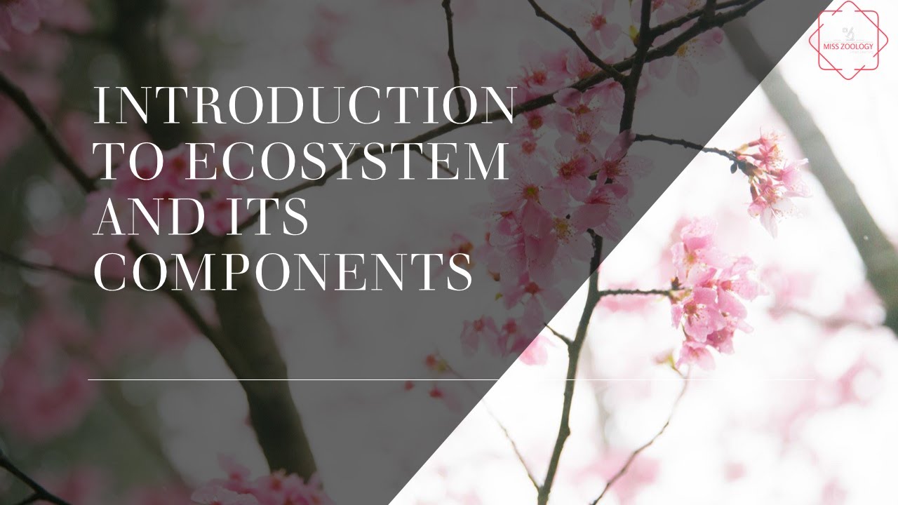 Ecosystem - Introduction and Components | Biology | ICSE CBSE - YouTube