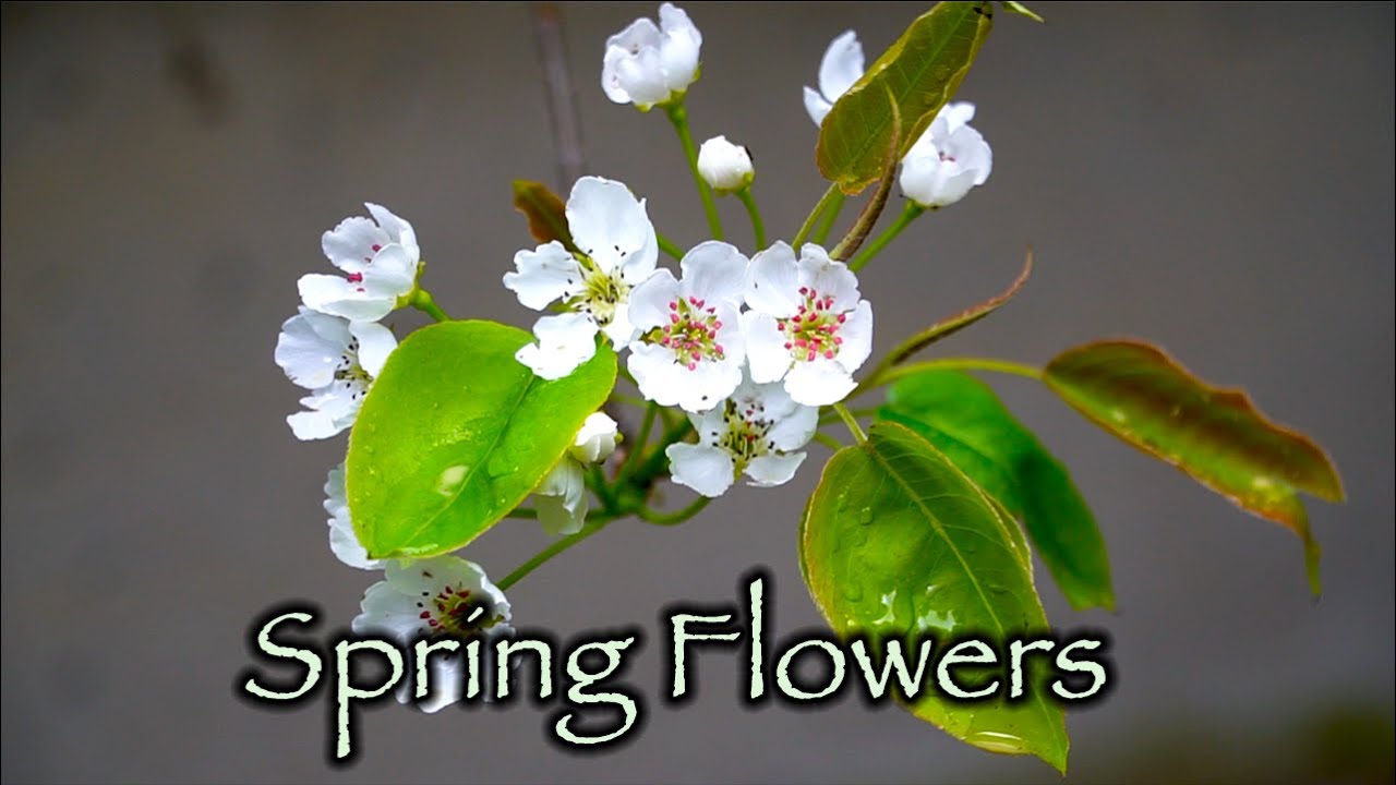 Spring Flowers - Ambient Drone Music for Relaxation - YouTube