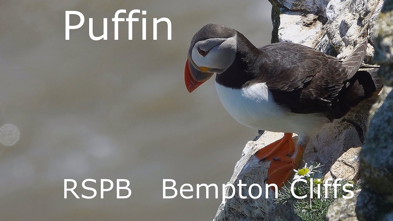 Puffin - RSPB Bempton - 2021 - YouTube