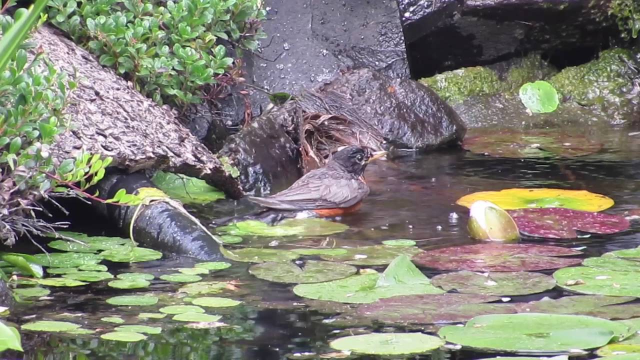 Robin bathing in pond - YouTube