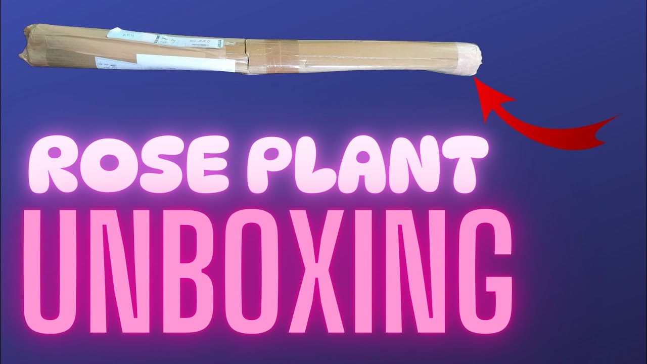 Unboxing of new rose plants🌹🌹💐💐|| unboxing rose|| - YouTube