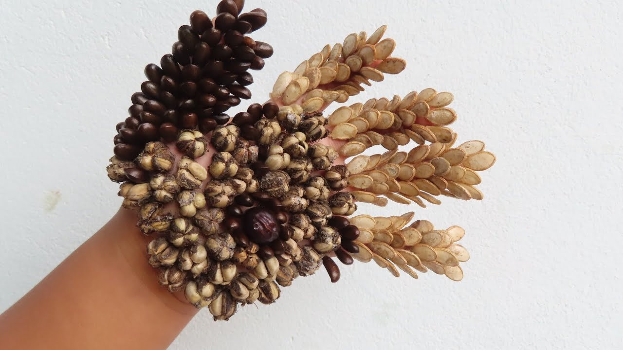 [ Nice Hand ] Amazing removing seed ticks style on palm chubby boy ...