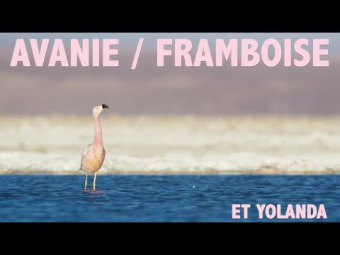 Plaisirs Coupables - Avanie, Framboise et Yolanda - YouTube