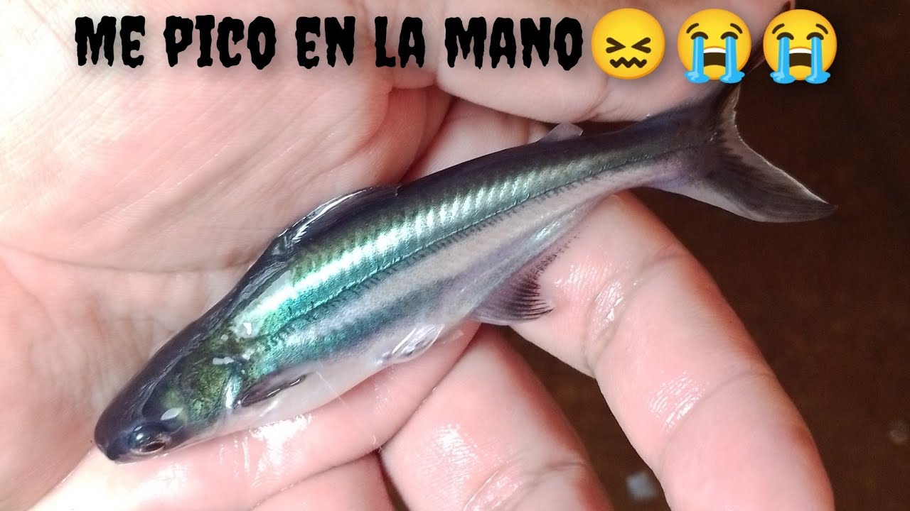 Tiburón Pangasio Todo sobre este hermoso pez - YouTube
