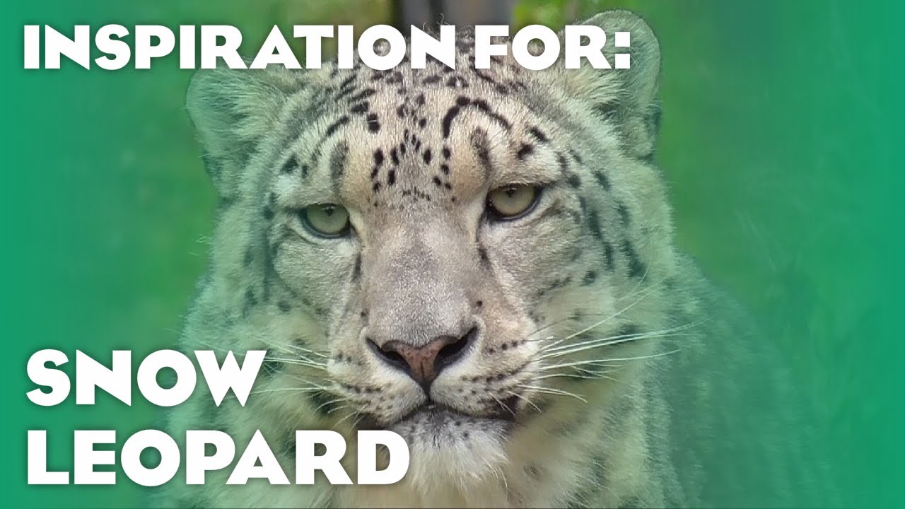 7 Real Snow Leopard Habitats! (Planet Zoo Inspiration) - YouTube