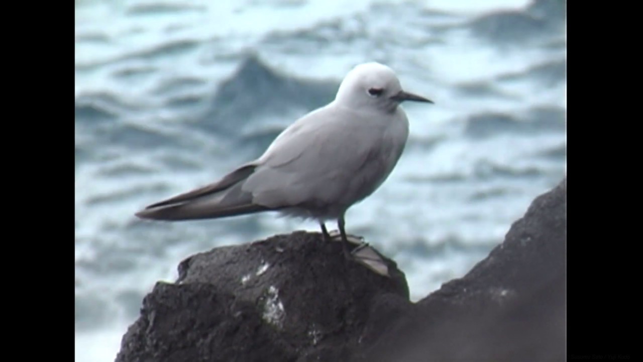 ハイイロアジサシ（1）迷鳥（オーストラリアのロード・ハウ島） - Blue-grey Noddy - Wild Bird - 野鳥 動画図鑑 ...
