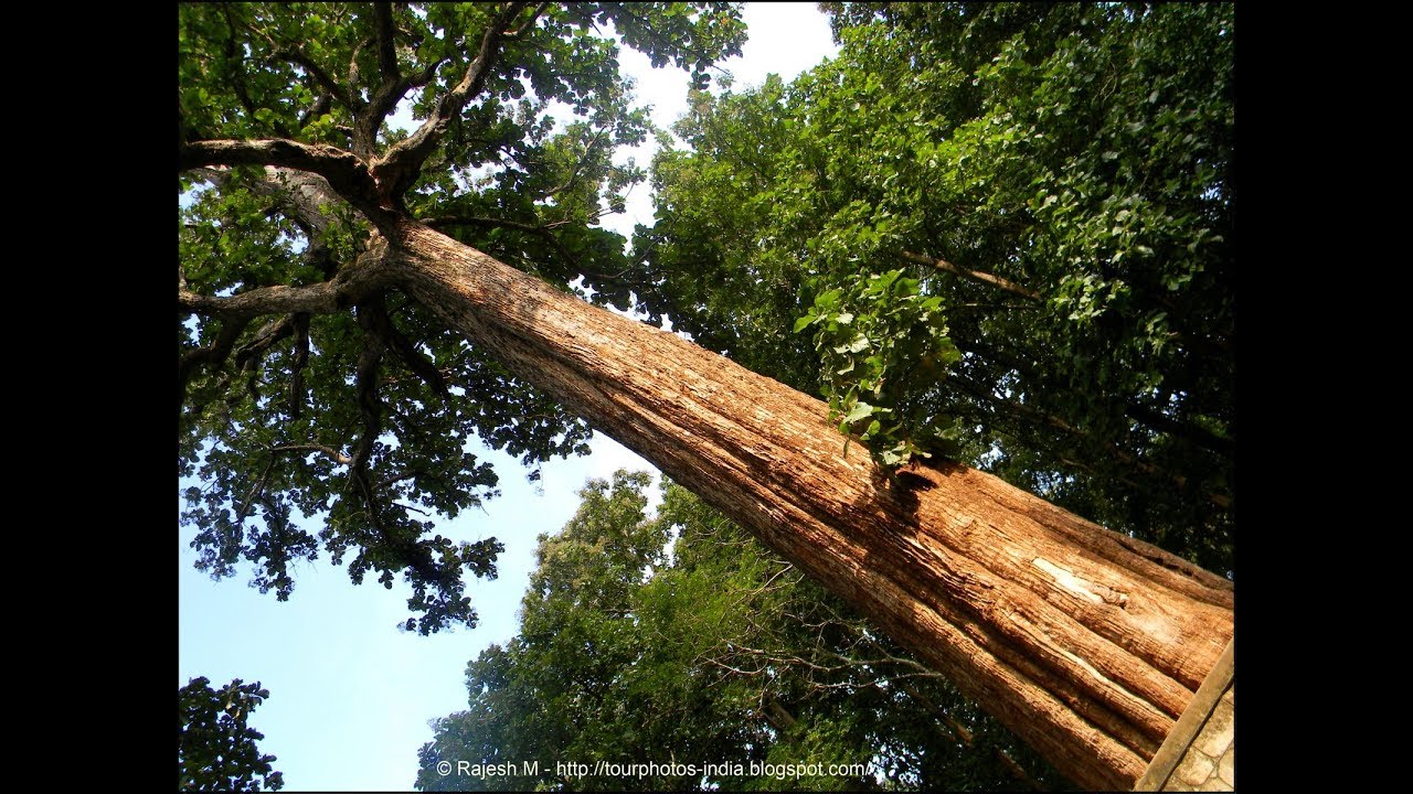 World largest Teak Tree in Parambikulam - YouTube