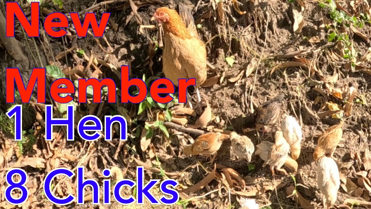 Ep 138: New Member of the Fairyland Family, Native Hen with 8 chicks ...