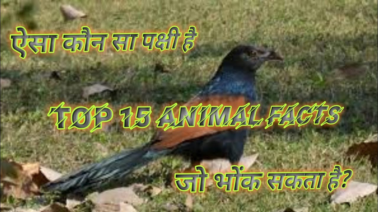 Amazingfacts 2 o Animal Animal Facts You Didnt Know In Hindi 2020 15 amazingfacts-2-o-animal-animal-facts-you-didnt-know-in-hindi-2020-15