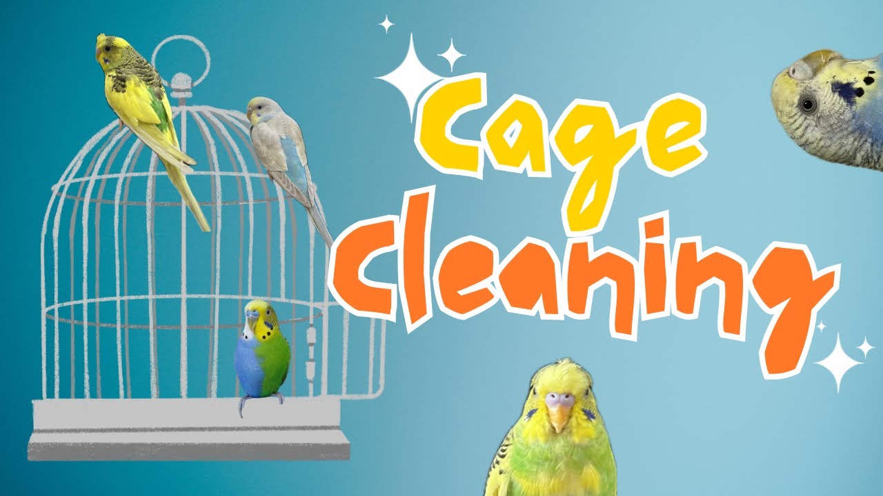 Benefits of a Clean Cage: Enhancing Your Pet's Health and Happiness ...