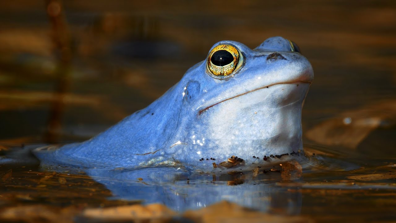 Nature sounds – Moor frog (Rana arvalis) - YouTube