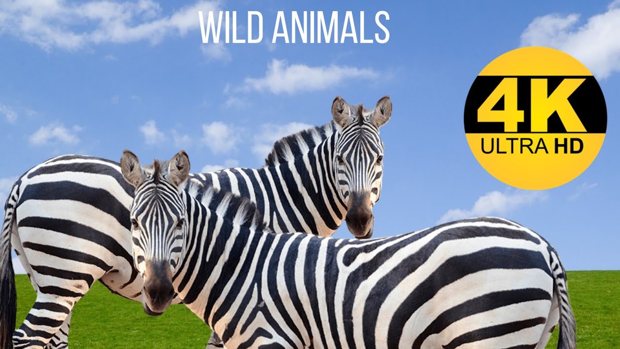 Animal Planet 4K - Scenic Wildlife Film With Inspiring Music - YouTube