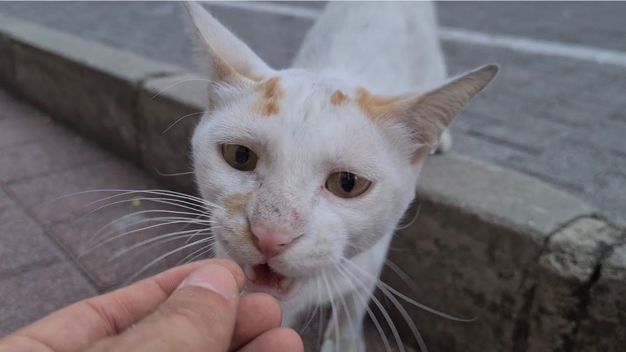 One of the most handsome male cats in the world. - YouTube