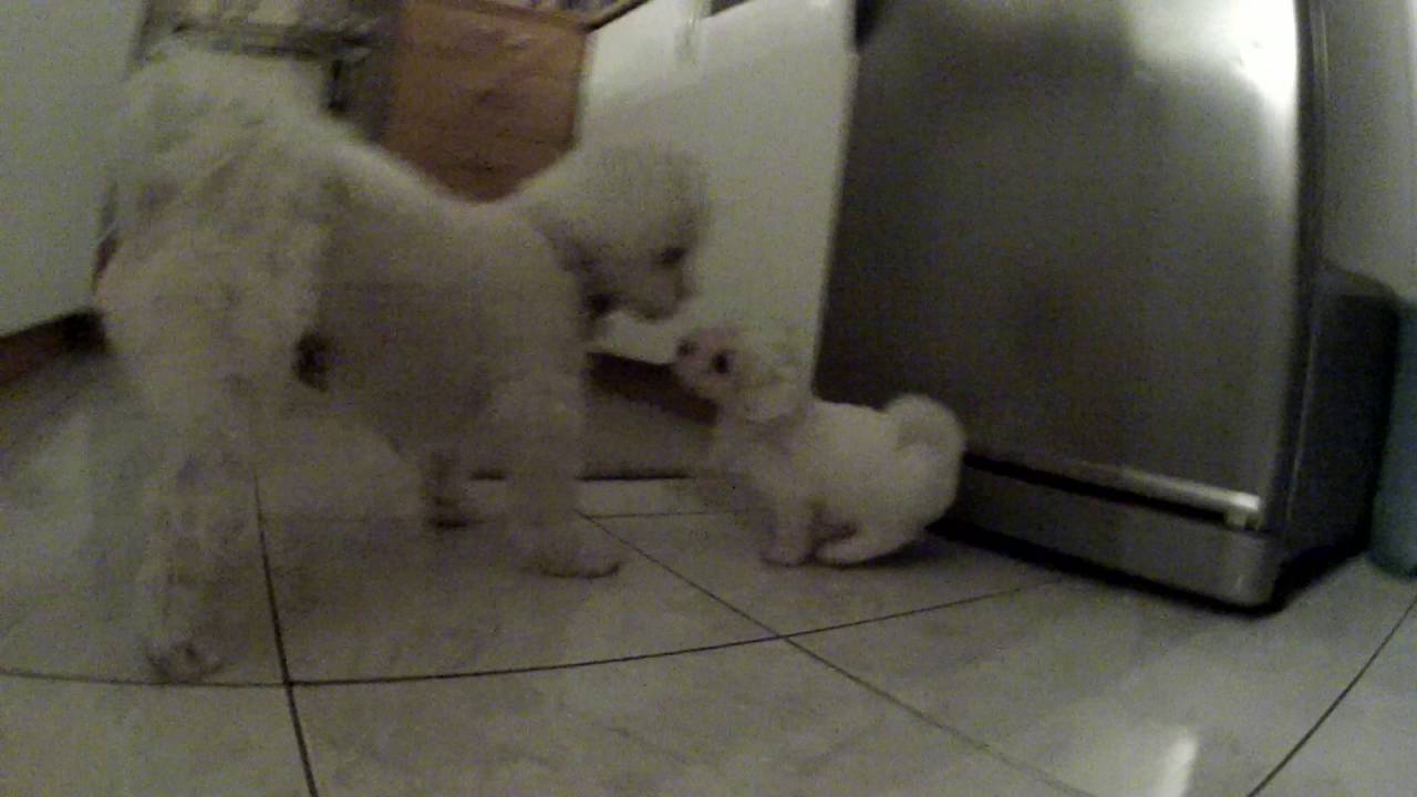 Maltese puppy playing with his daddy. - YouTube