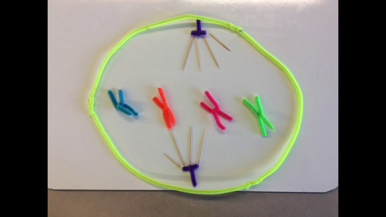 Mitosis/Cell Division Animation - YouTube