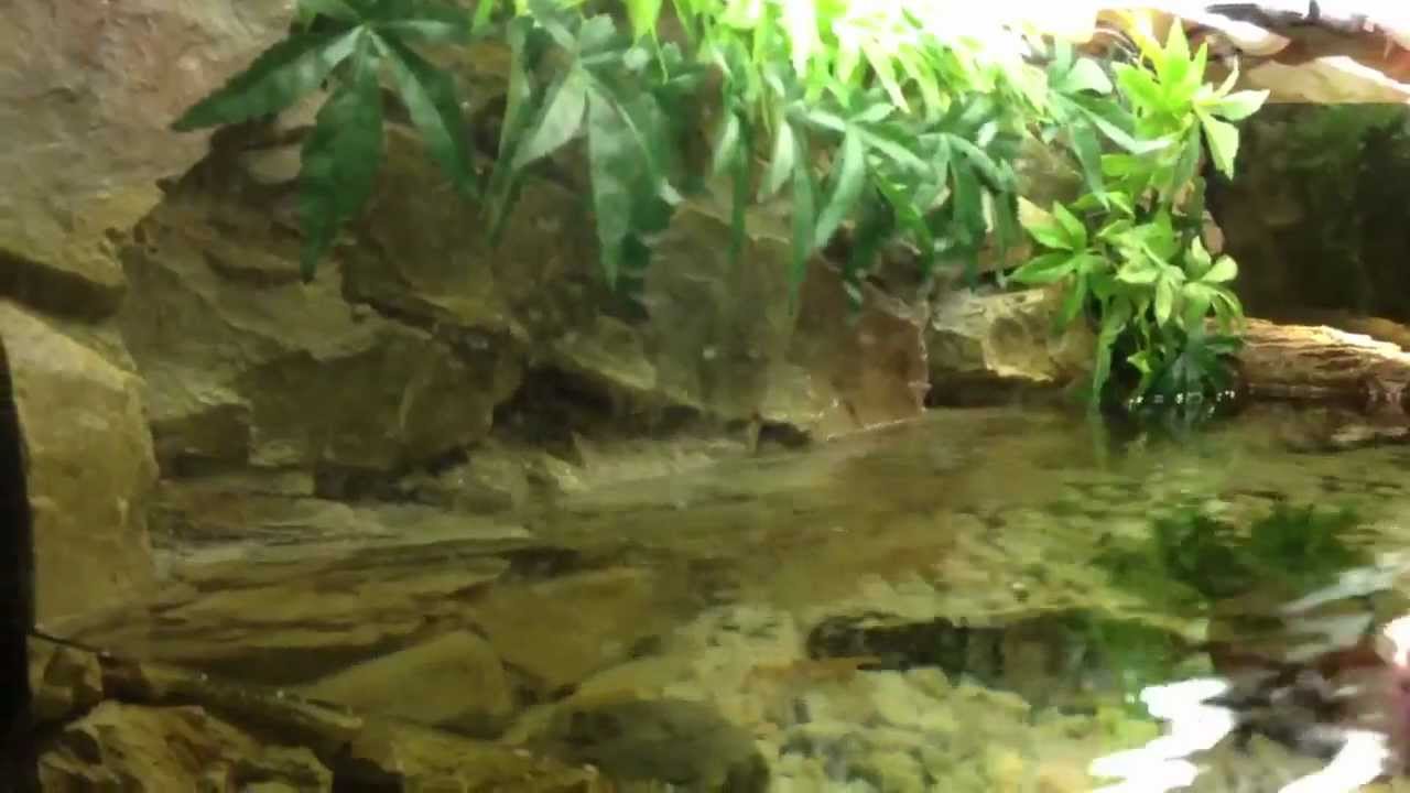 Amazing turtle and Fish setup with waterfall - YouTube