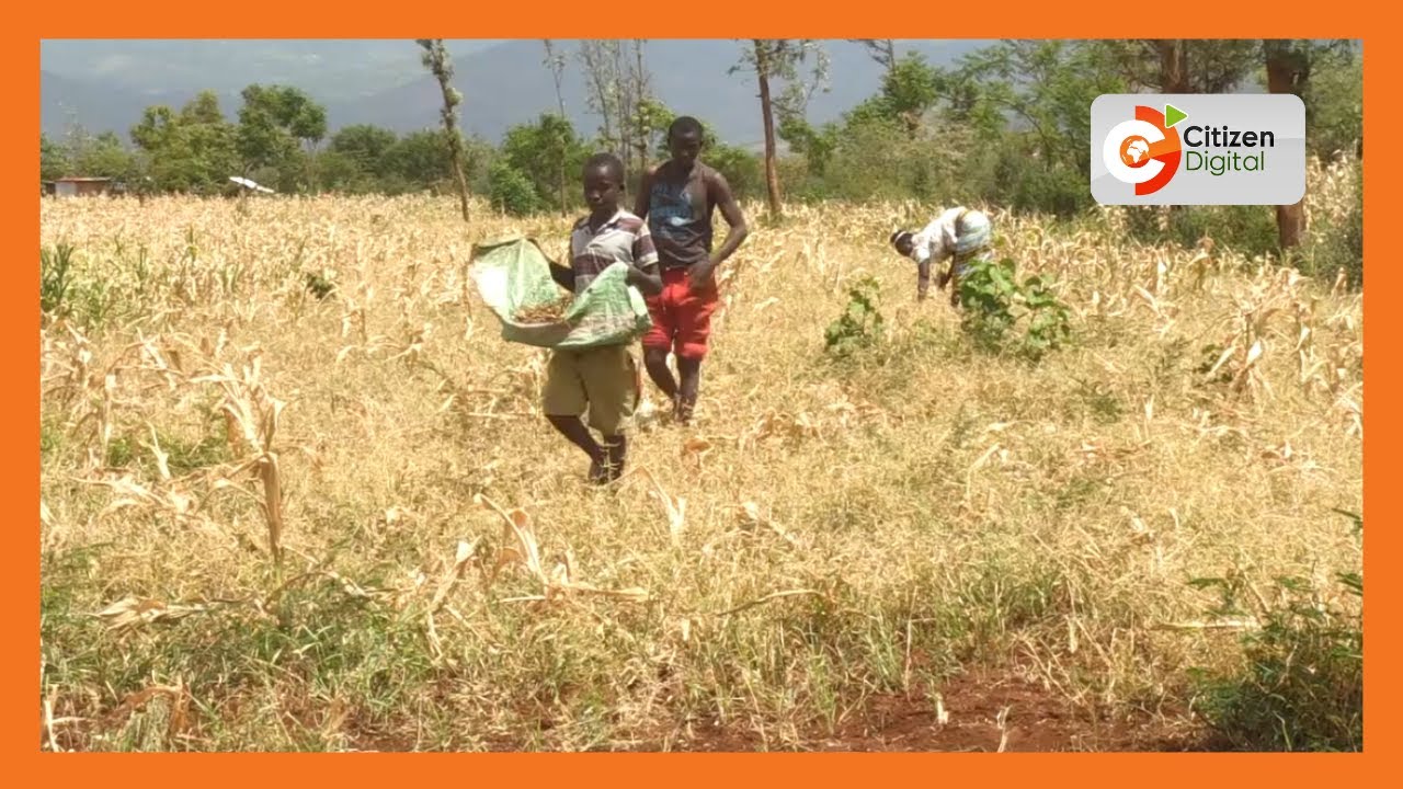 Farmers in Tigania, Meru County, staring at prolonged drought and ...