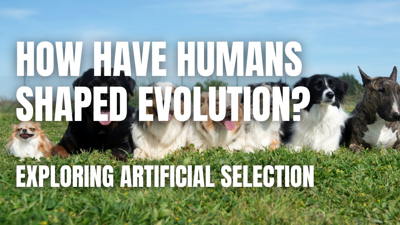 Artificial Selection: How Humans Shape Evolution | Middle School ...