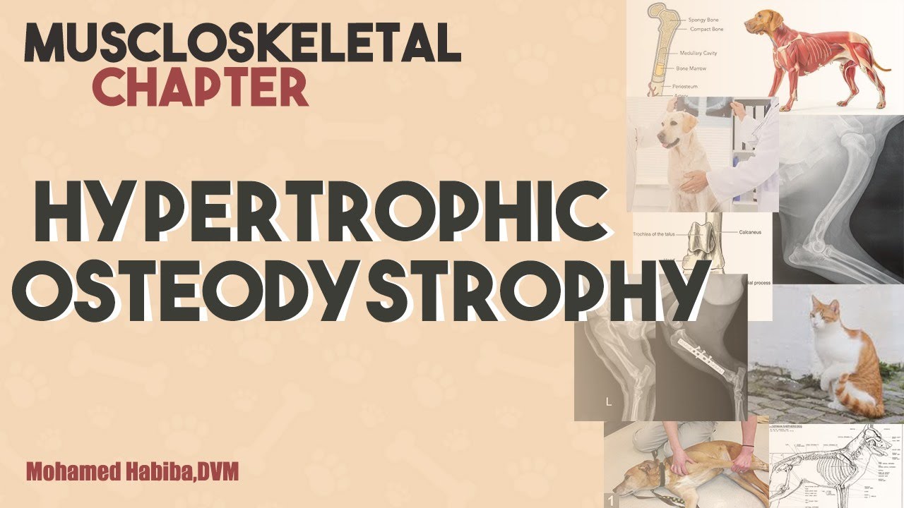 Hypertrophic osteodystrophy (HOD) lectuure 2 - YouTube