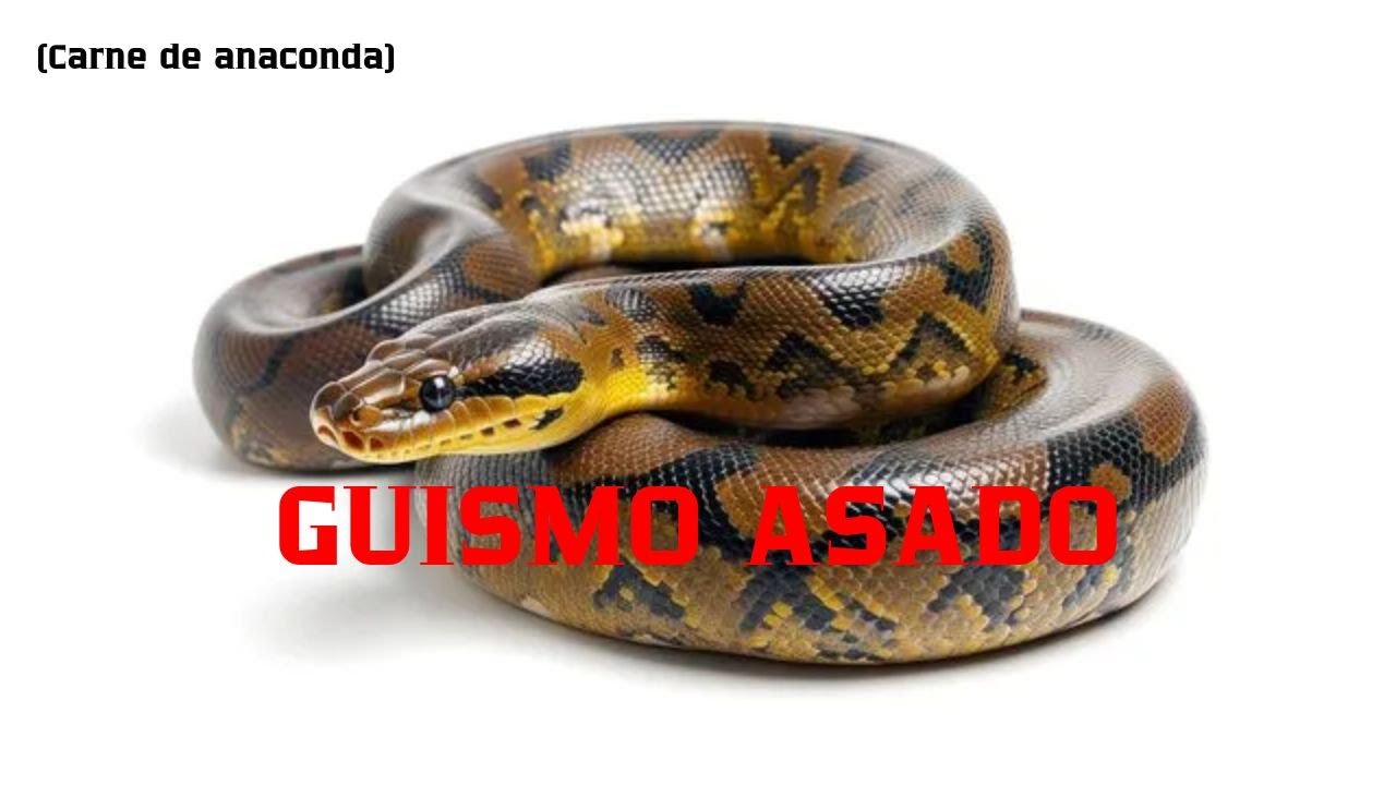 PRESENTANDO MI CUARTO!!! (Guismo Asado) / BLOK y @hola1362 y @Z-Z-Zima ...