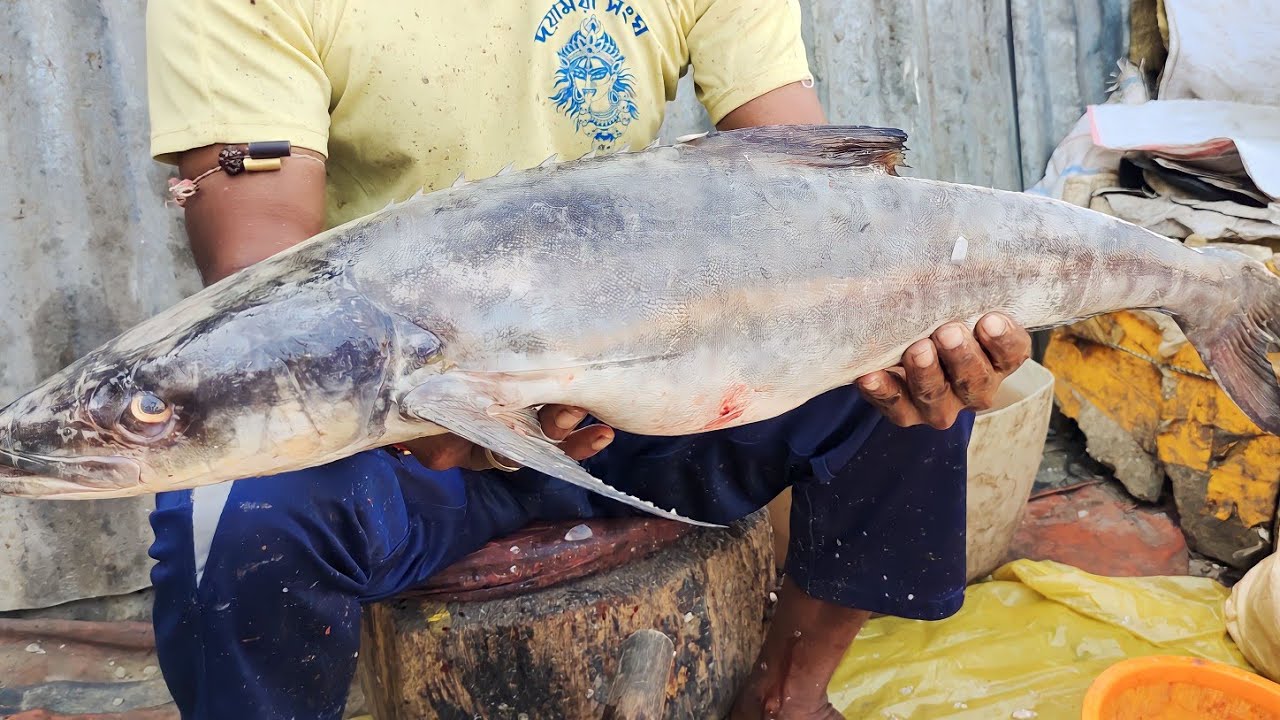 big cobia fish skills and local name soil fish cutting video - YouTube