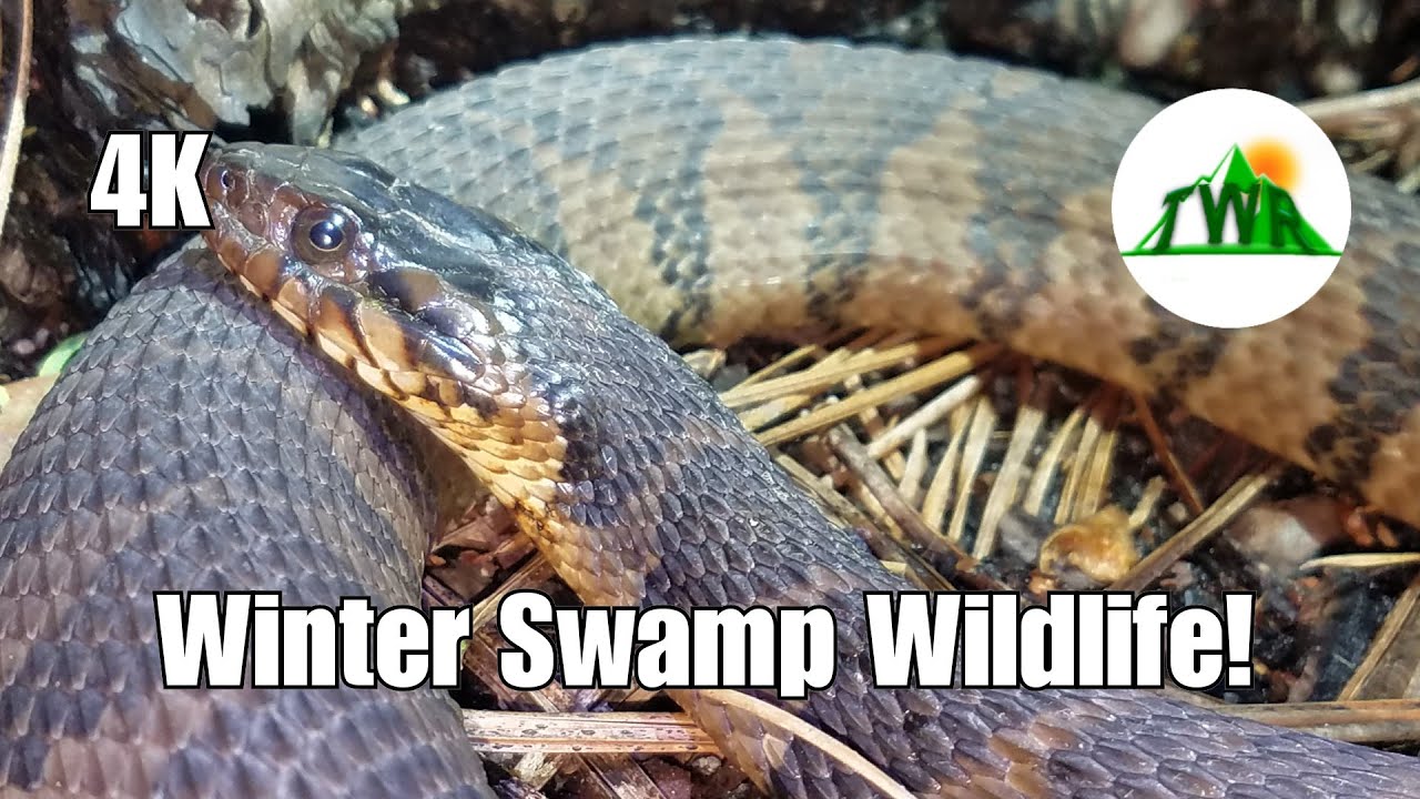 Swamp Exploring For Winter Wildlife! - YouTube